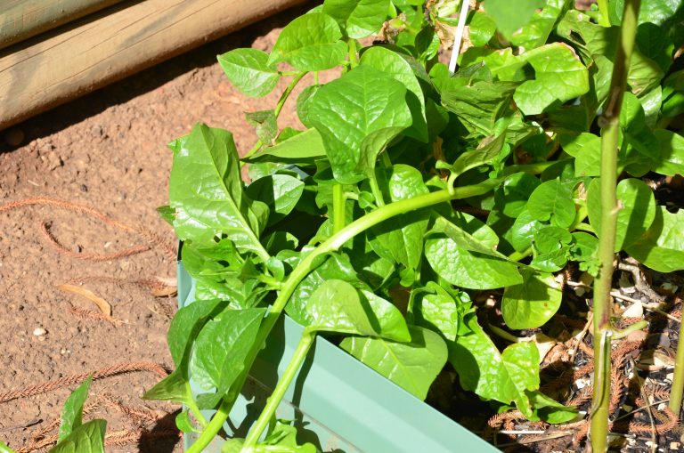Mangalore Basale Curry (Malabar Spinach and Whole Moong in coconut ...